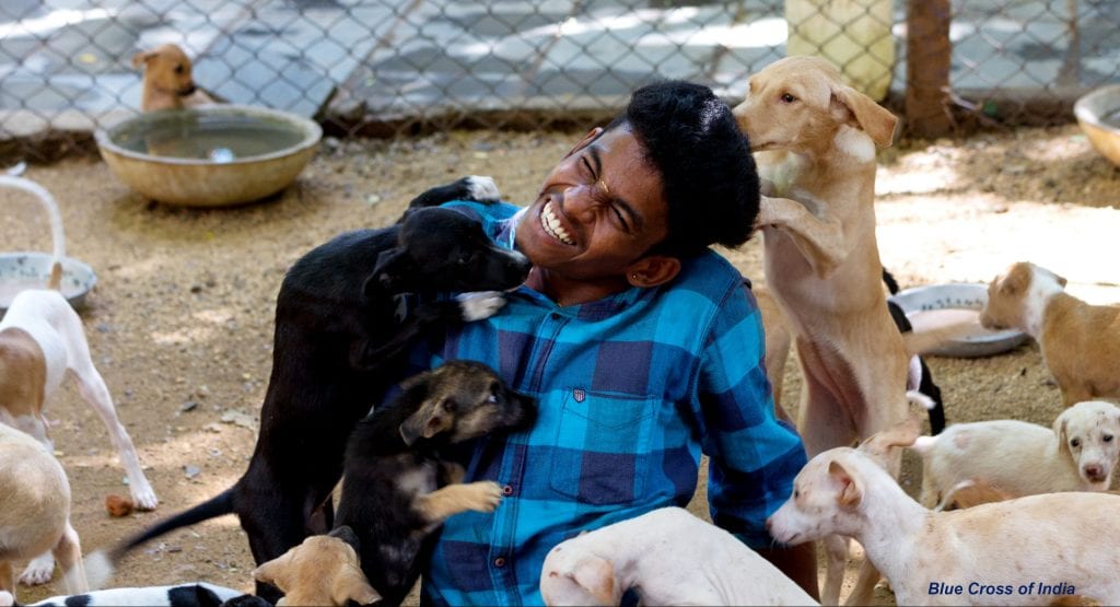 Global Dog Campaign
