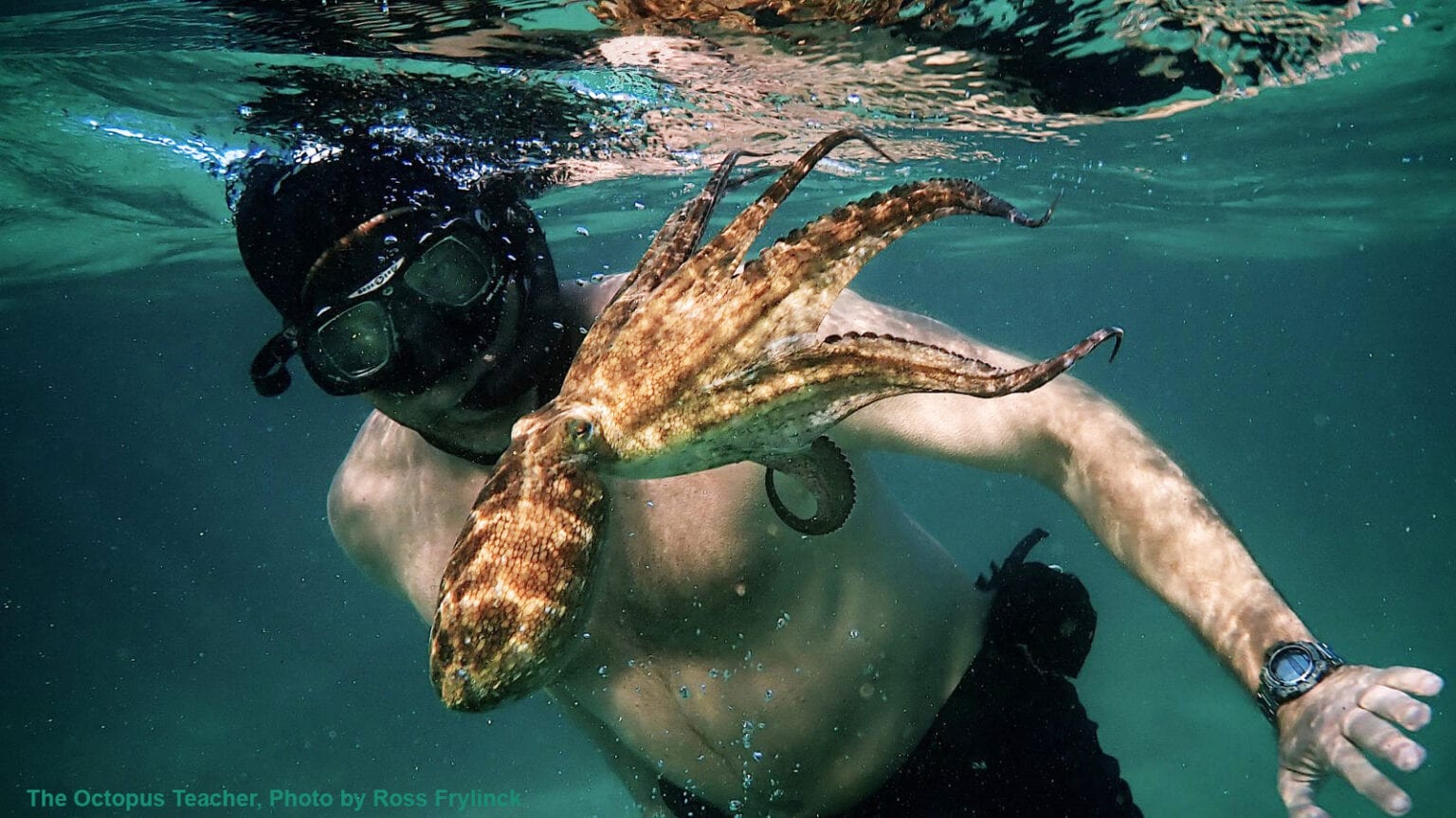 An Octopus-Human Relationship – WellBeing International, Inc.