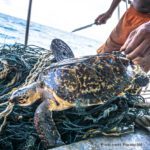 Plastic Pollution – Challenge for Life Below Water and Life on Land ...