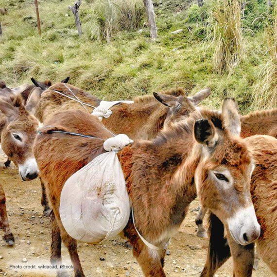 The Donkey: An Unsung Hero of Human Civilization