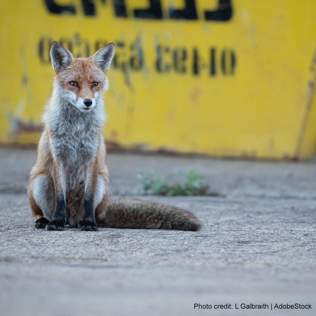 Living with Urban Foxes – WellBeing International, Inc.
