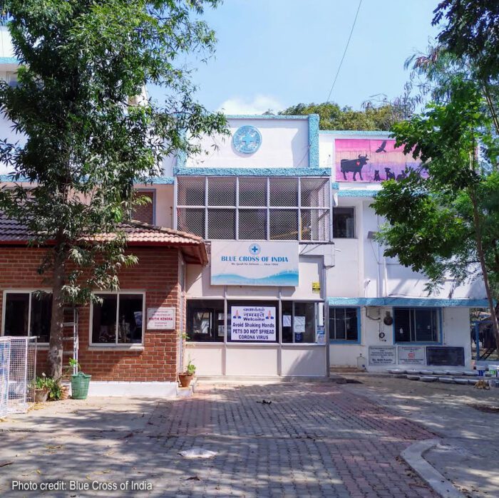 Blue Cross of India: Pioneering Animal Welfare and Rabies Control for ...